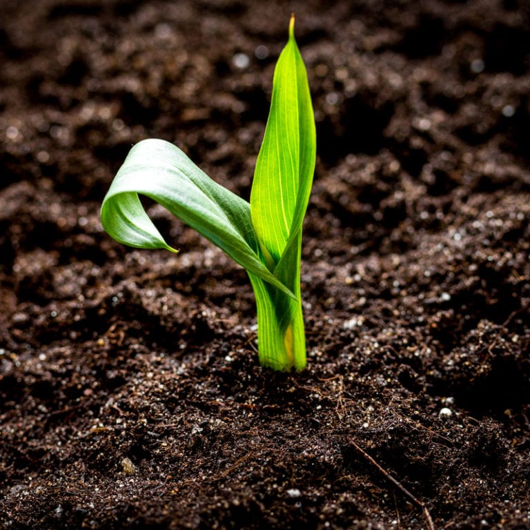 The Benefits of Power Seeding Your Lawn and Why You Need It