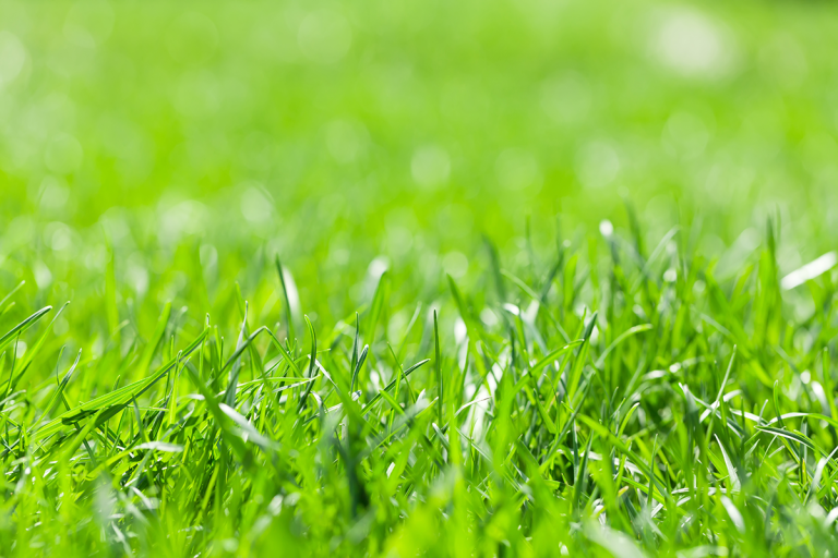 5 Tips for a Beautiful and Healthy Lawn | Elements Lawn & Pest