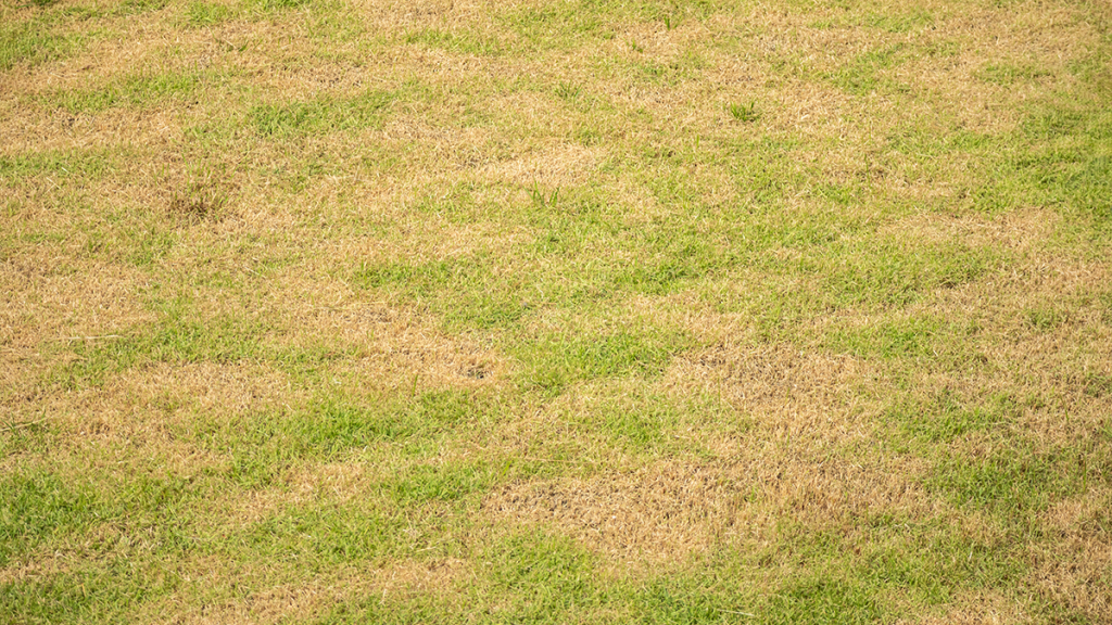 How to Protect Your Lawn from Drought Damage | Elements